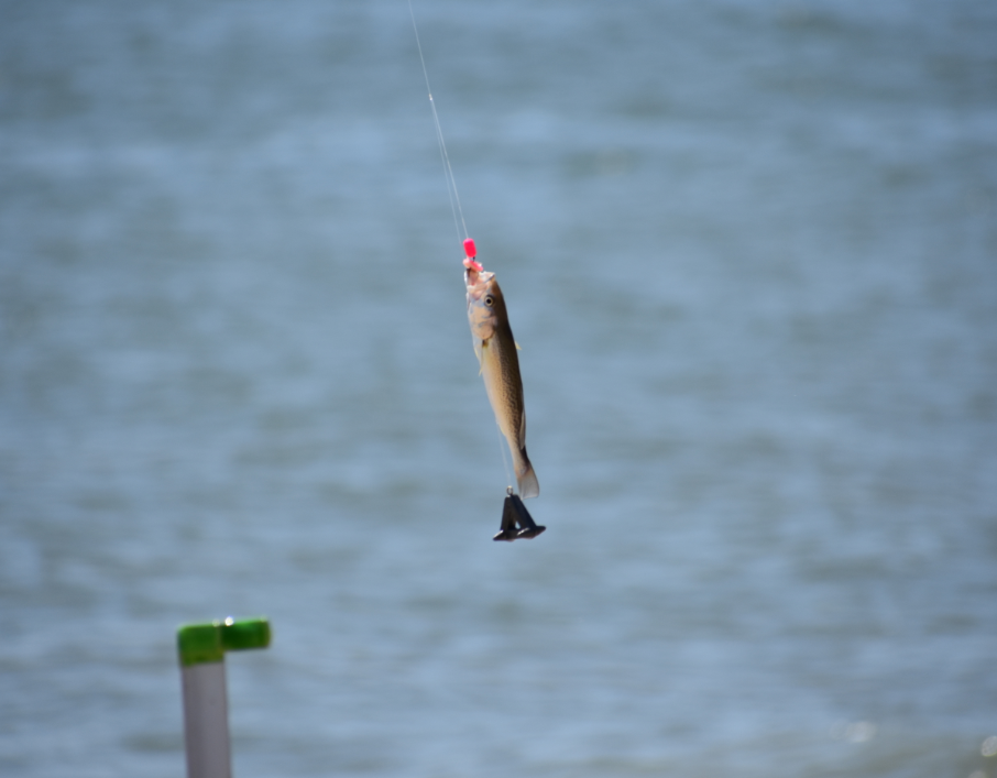 Weakfish fingerlings were hitting all day too - delaware-surf-fishing.com