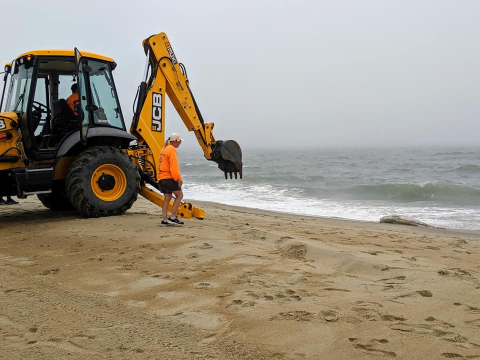 Whale carcass washed up on Bethany Beach to be scooped up by the Town ...