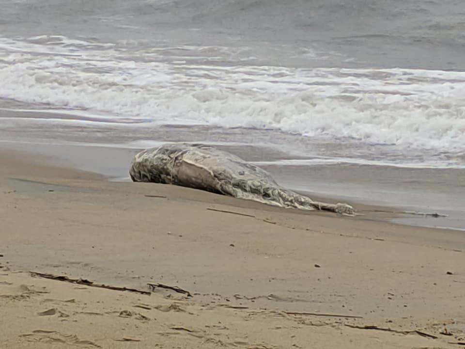 Whale carcass washed up on Bethany Beach ... photo by Steve Di Girolamo ...