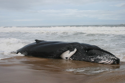whale on beach in Maryland .. MD DNR Photo cred - delaware-surf-fishing.com