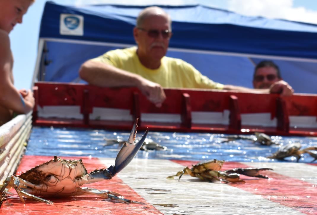 This crab stopped for a picture and victory claw raise, and then lost ...