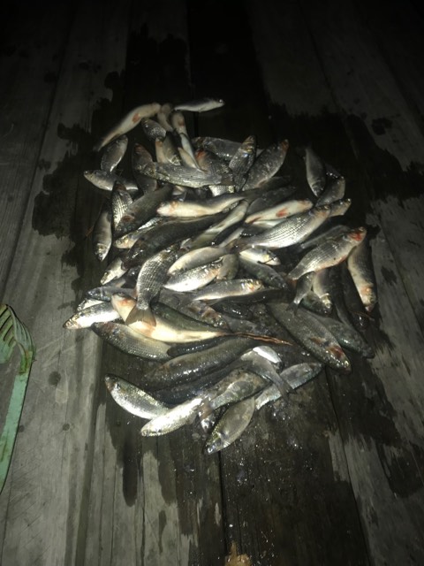 Mullet caught in the inland bays by Ryan Henry. - delaware-surf-fishing.com