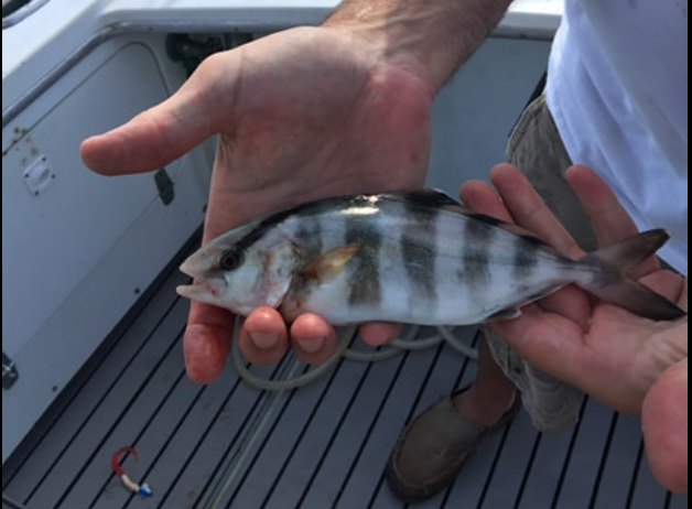 banded rudderfish - delaware-surf-fishing.com