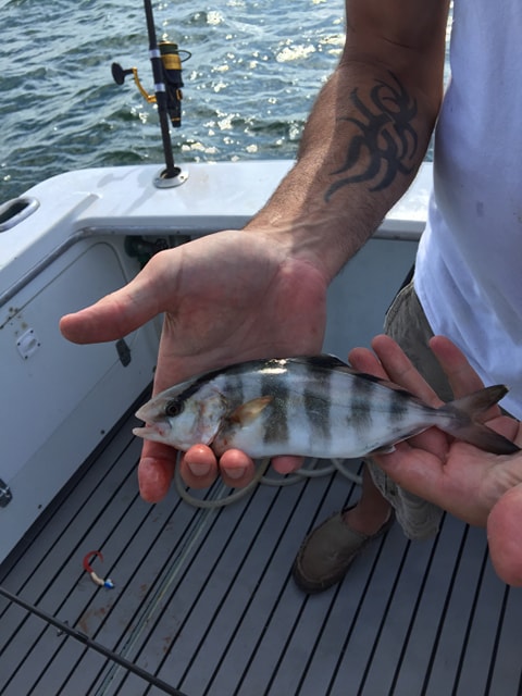 RIck Ott's Banded Rudderfish caught near the surf trolling - delaware ...