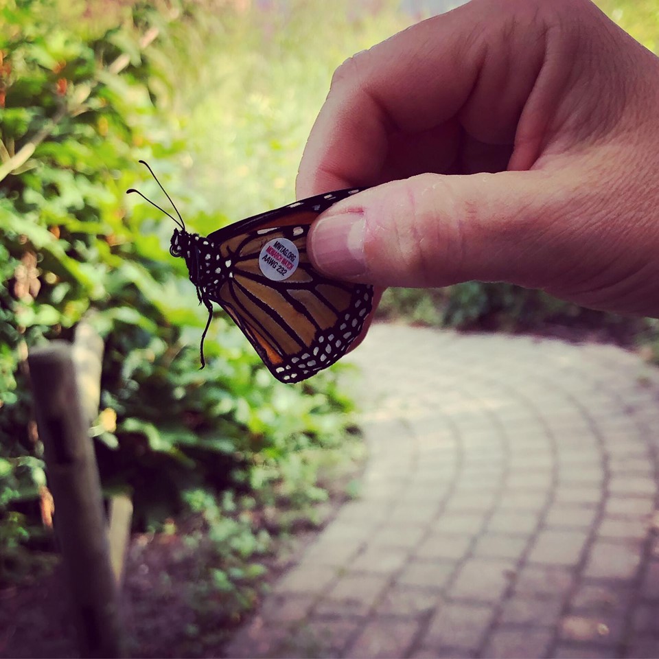 Tagged Monarch Butterfly being released - delaware-surf-fishing.com