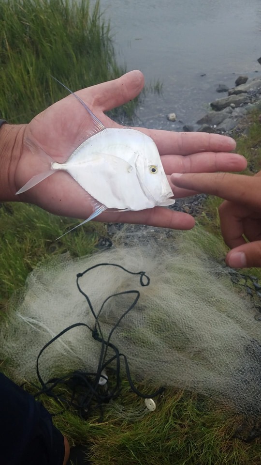 Mellyne Herrera caught this Lookdown in a cast net and released it ...