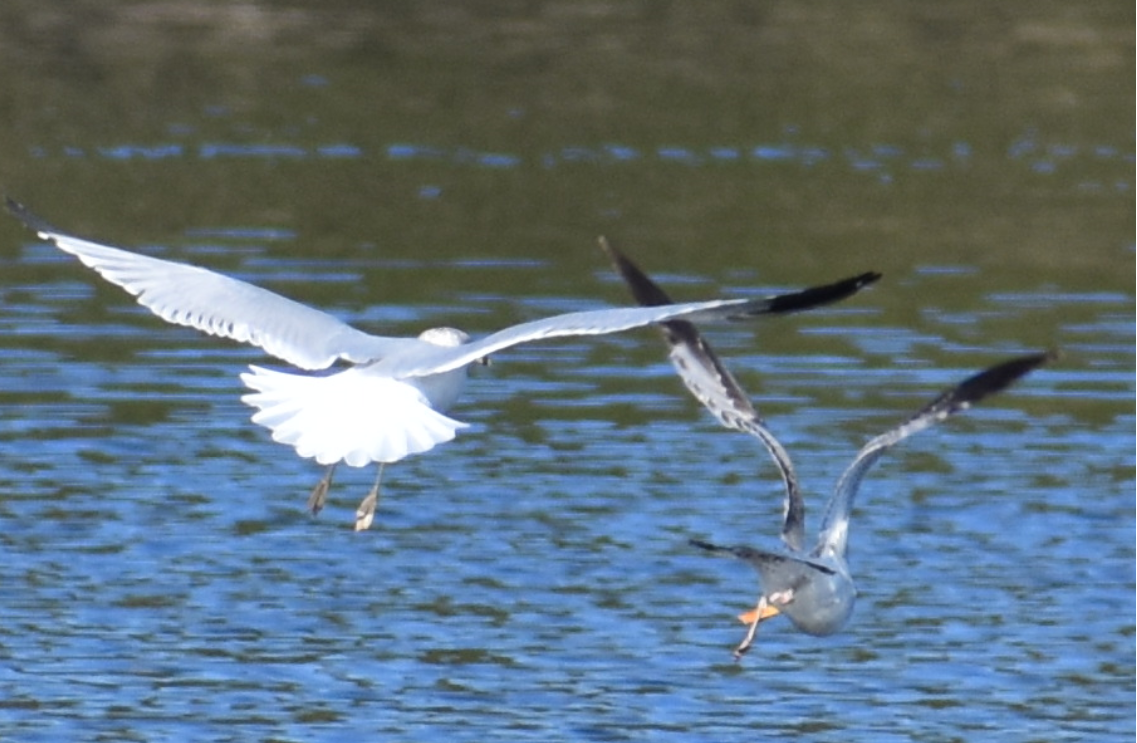 two "seagulls" fighting over a Slim Jim at Cupola park - delaware-surf ...