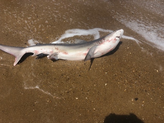 Sandbar shark washed up on Gordons pond in distress. - delaware-surf ...