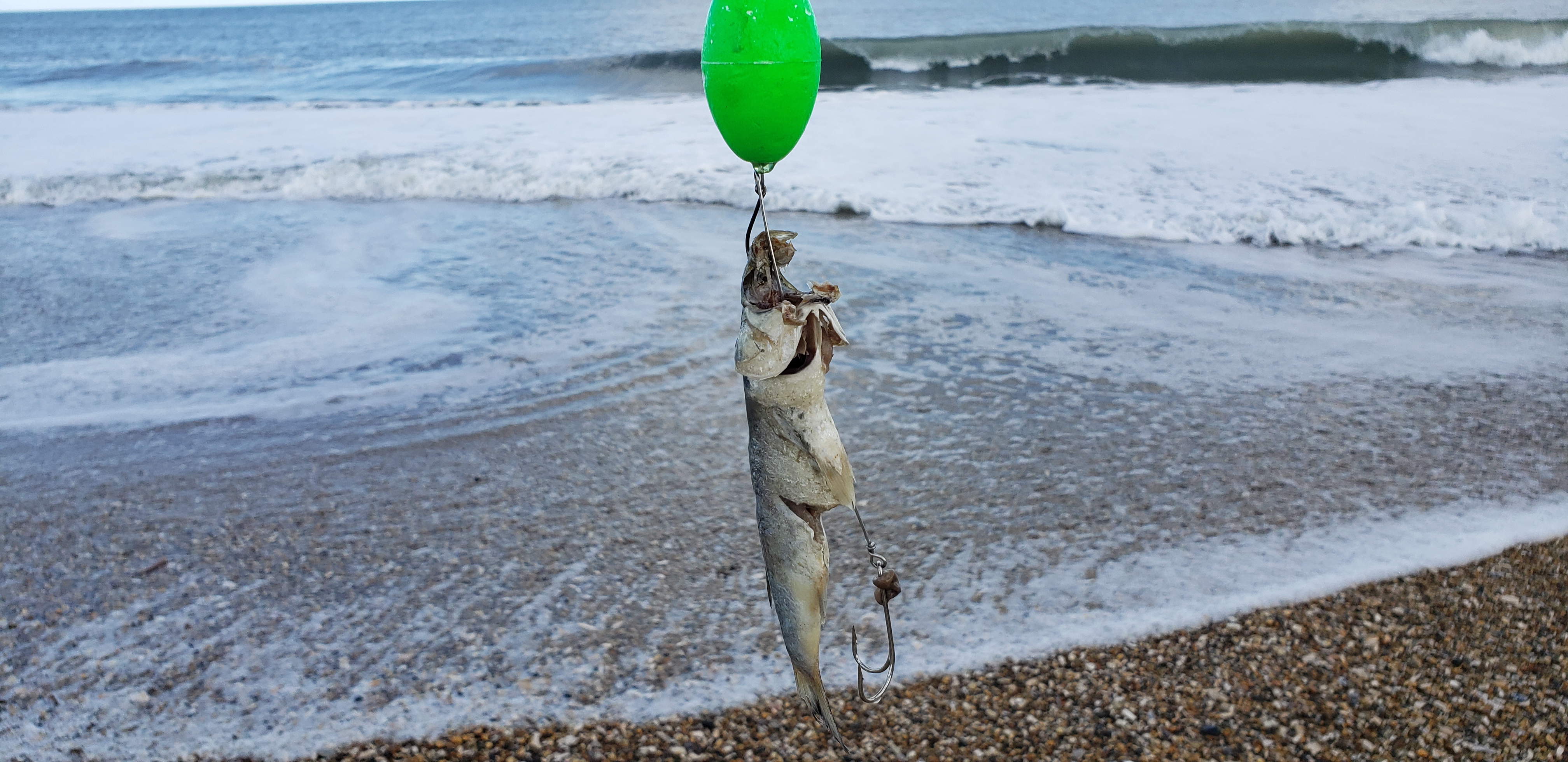 DS Custom Tackle Modified Mullet Rig with a mullet that was cast out 20 ...