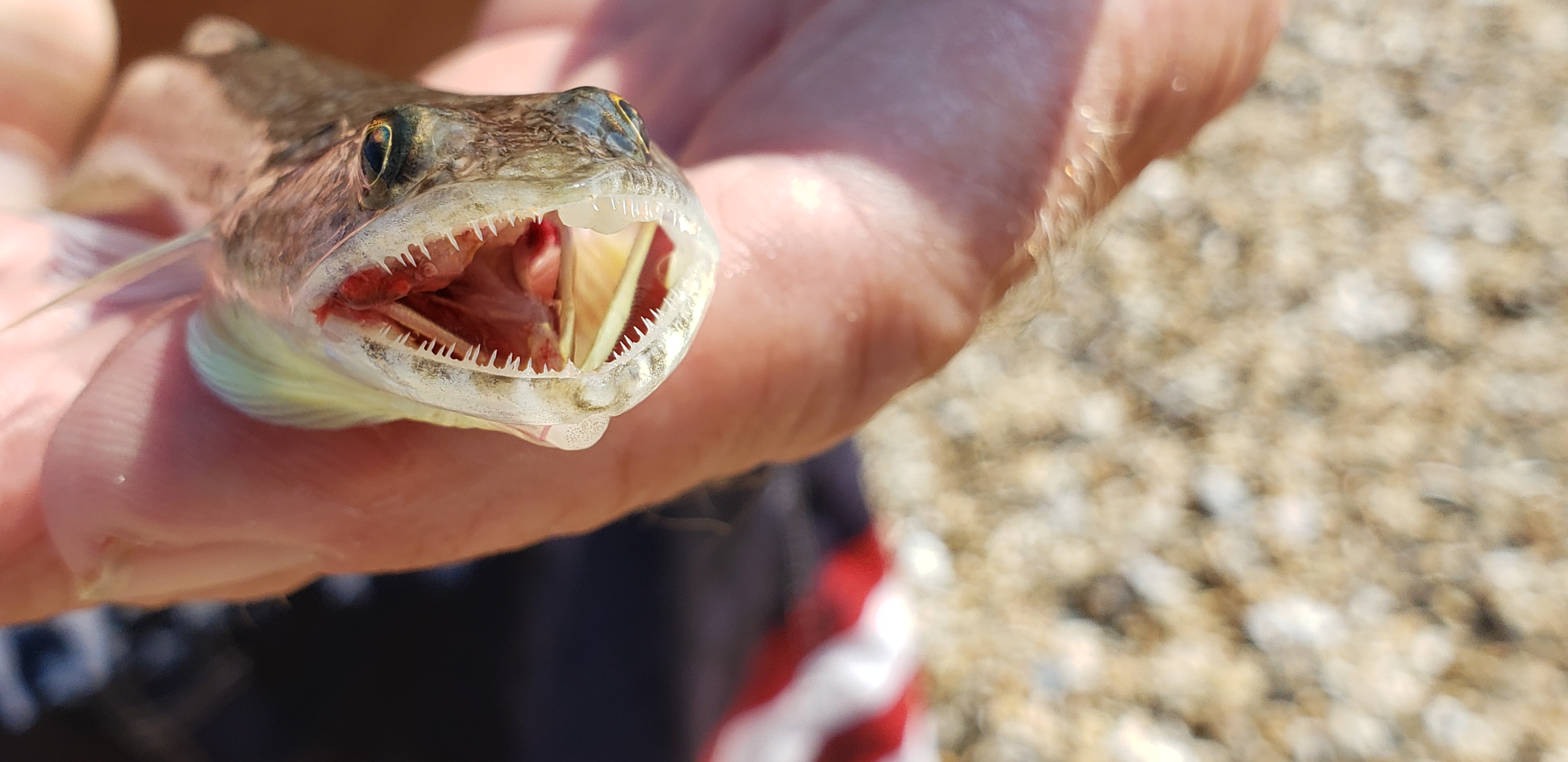 Despite that small size these lizard fish have some serious teeth ...