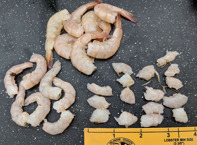 Shrimp pieces cut into one inch sections or pieces ... MIchele Trotter ...