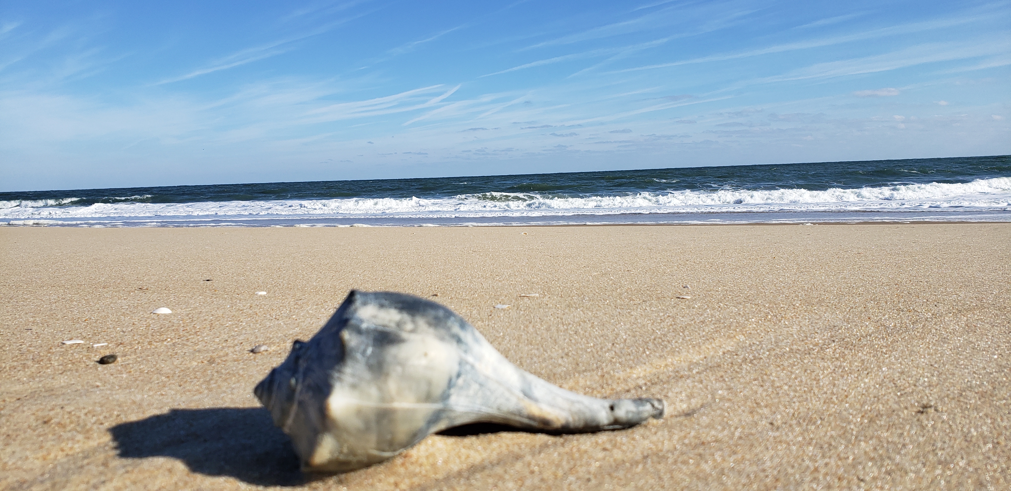 We found a few welk shells today on this weekly beach check journey ...