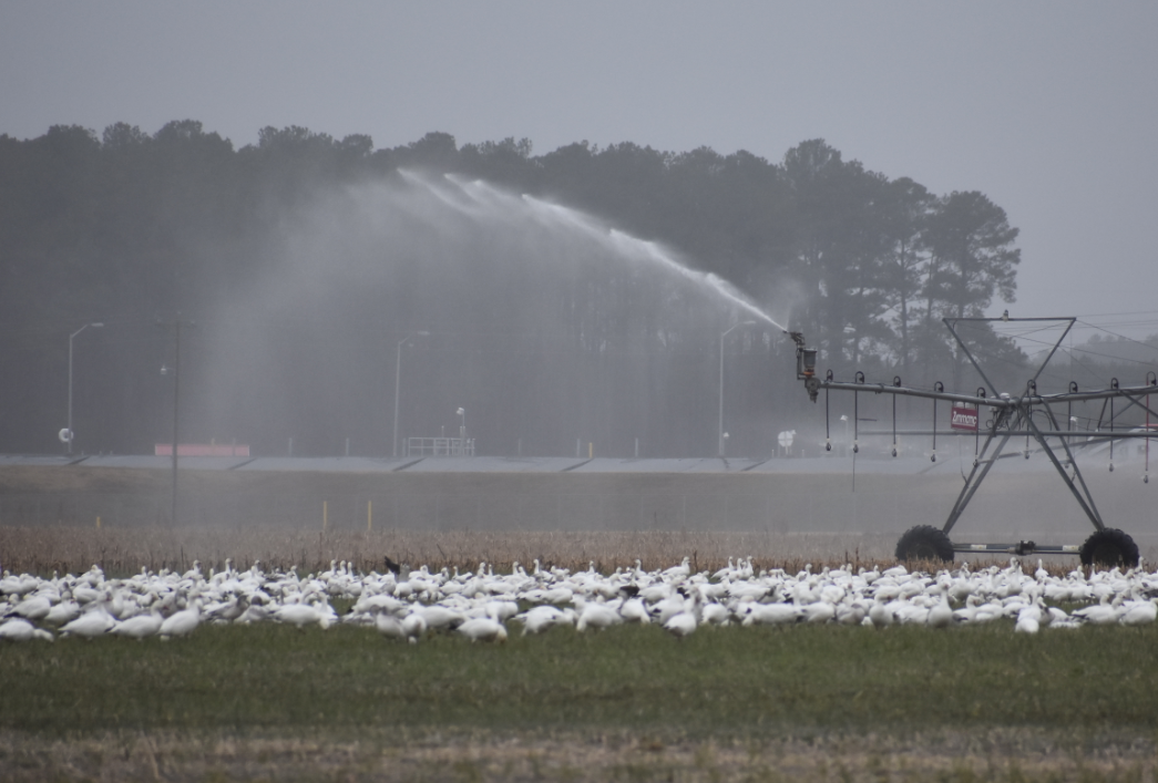 Snow geese at the fields near the waste water treatment plant outside ...