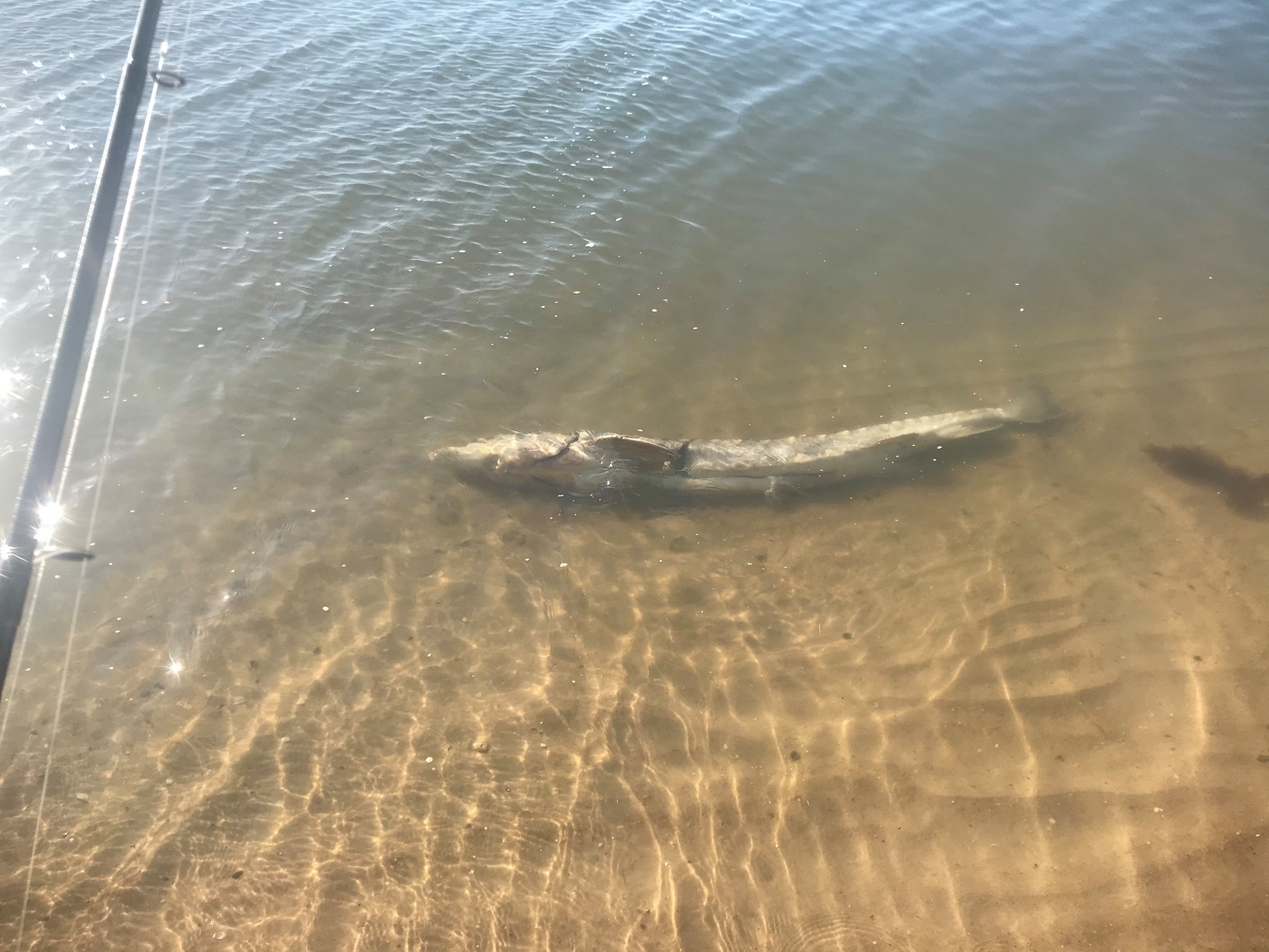 Tyler Graden saw this dead Atlantic Sturgeon at the point in Cape ...