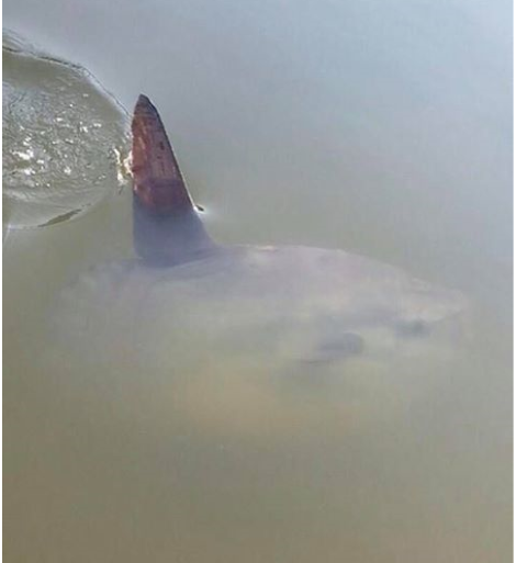 Photo of the mola mola in the River Street Canal in Bethany Beach ...