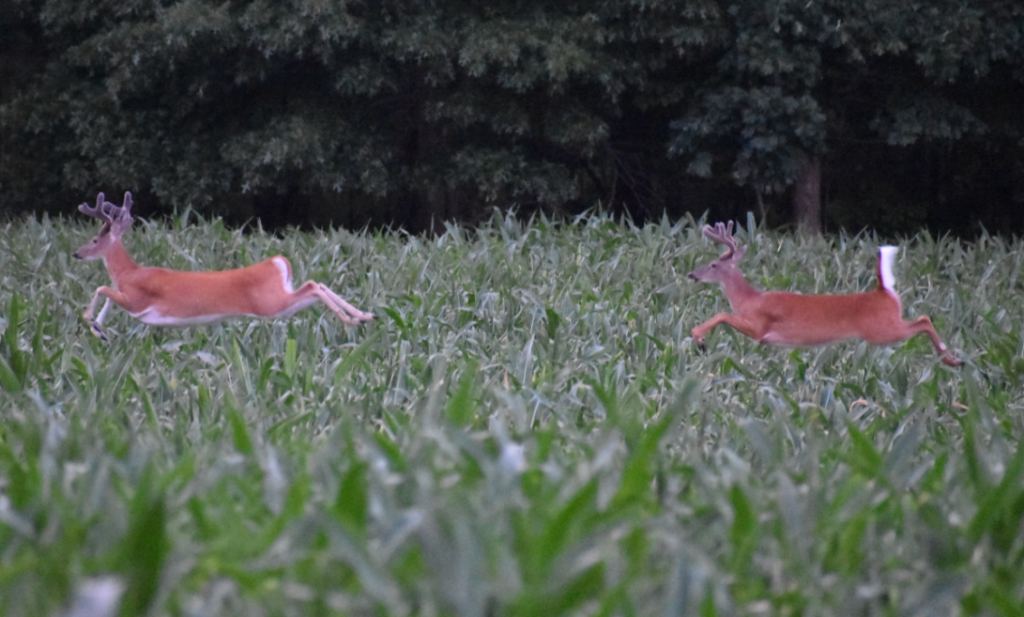 Delaware’s 2019/20 Deer Harvest Sets Record High; Wild Turkey Harvest ...