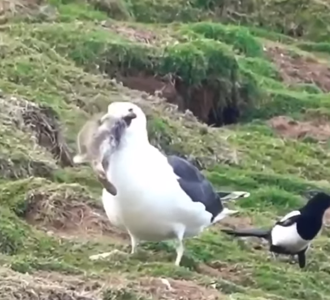 Gull eats and entire rabbit - delaware-surf-fishing.com