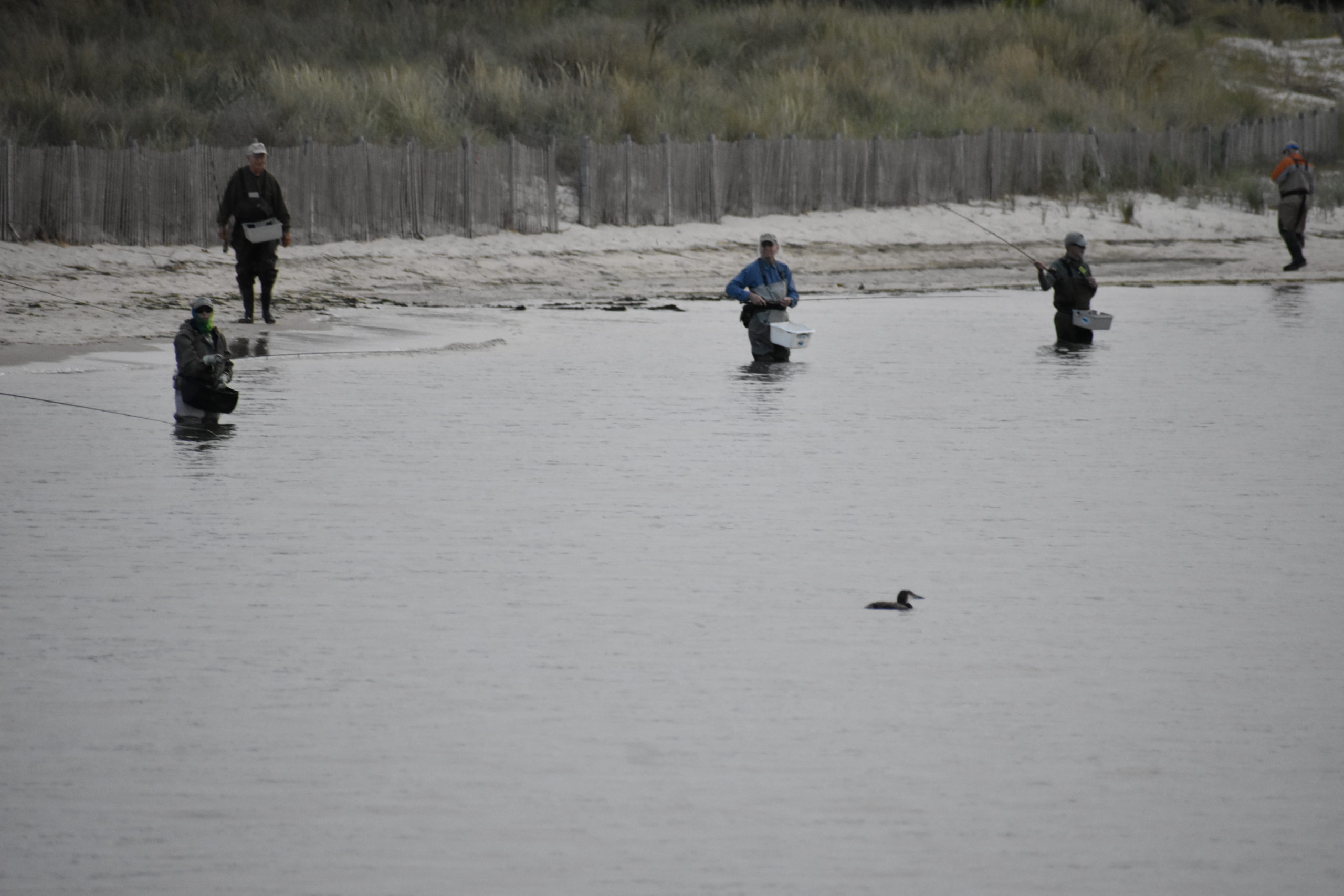 That loon again - delaware-surf-fishing.com