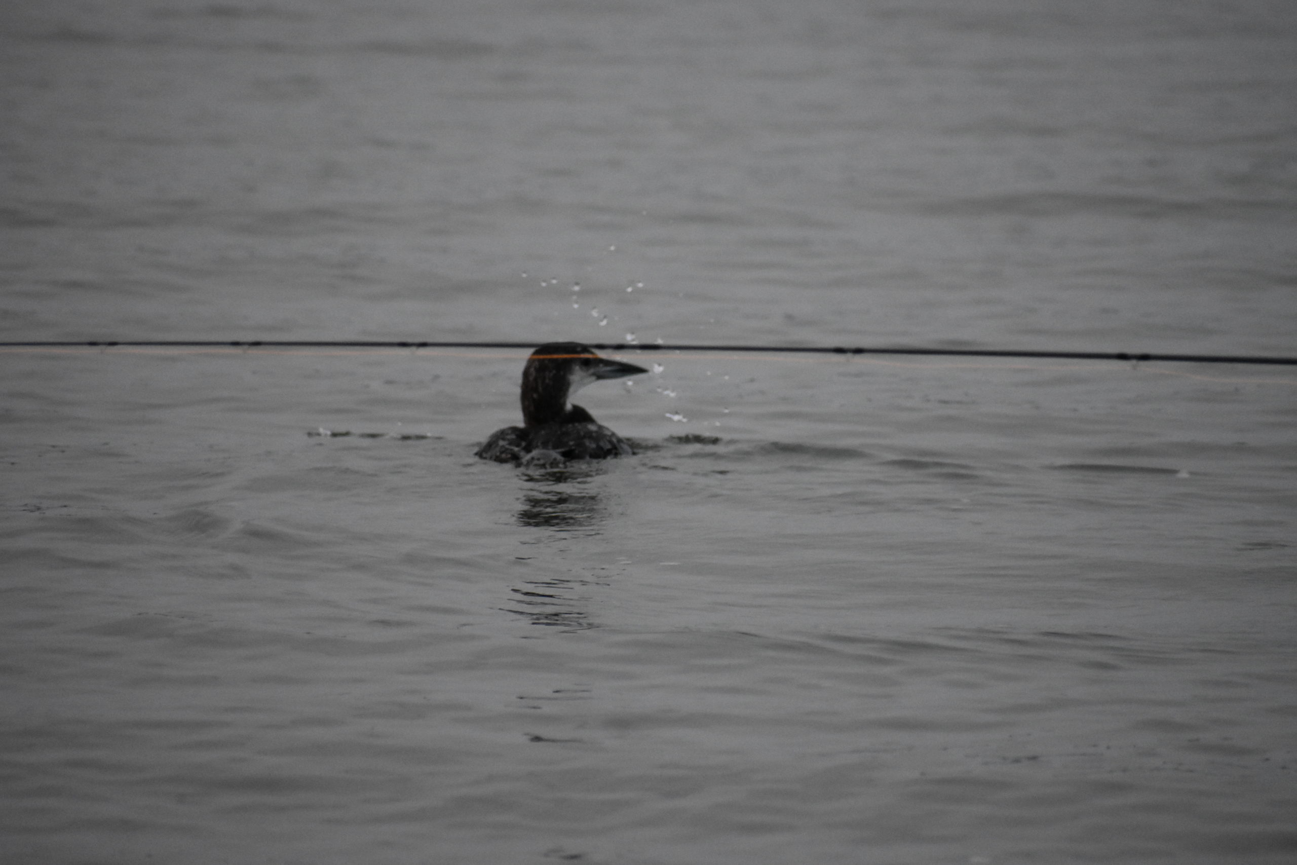 Our mascot the loon - delaware-surf-fishing.com
