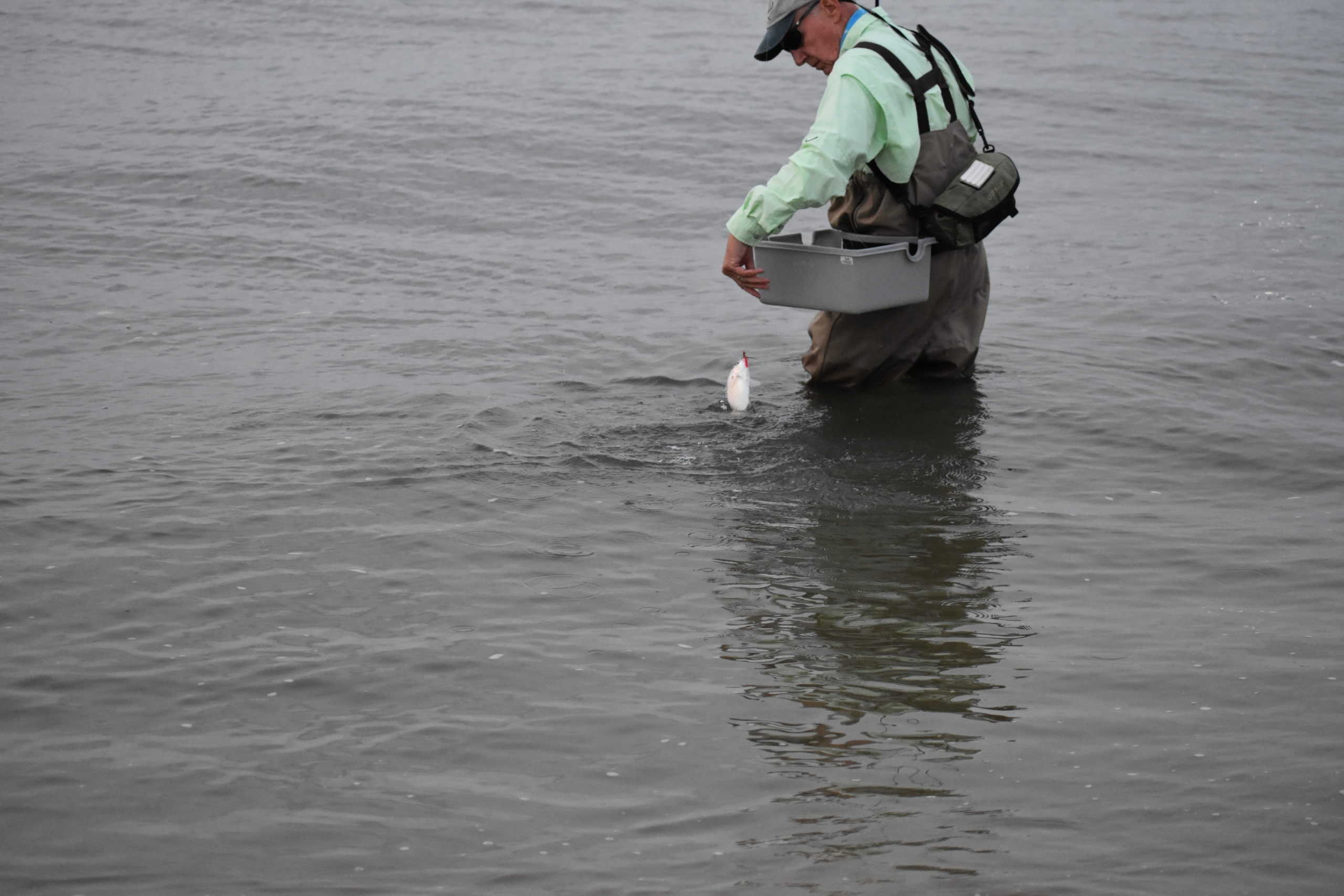 Spot on the retrieve - delaware-surf-fishing.com
