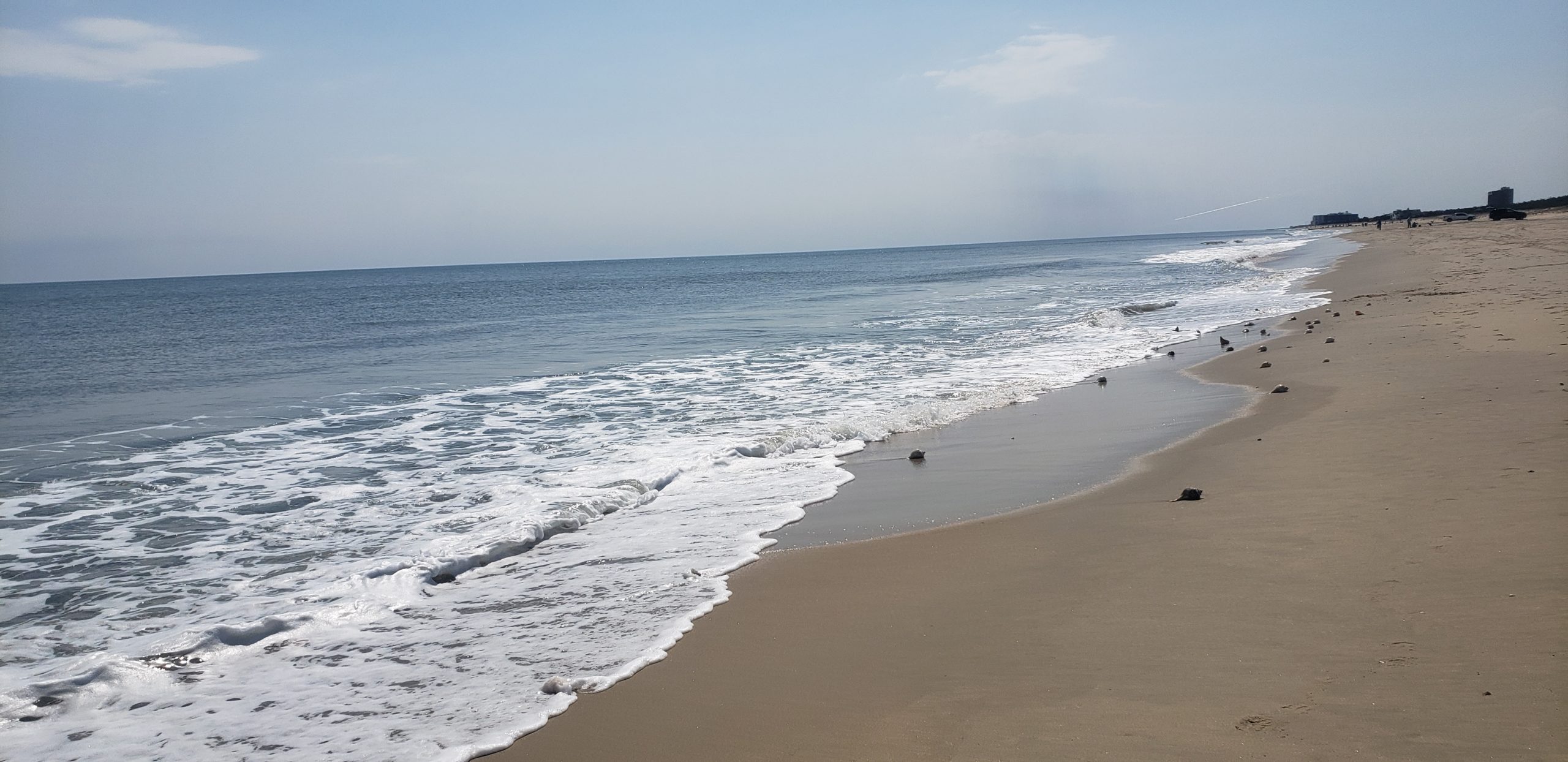 The scene after a couple hours, lots of whelks spread down the beach ...