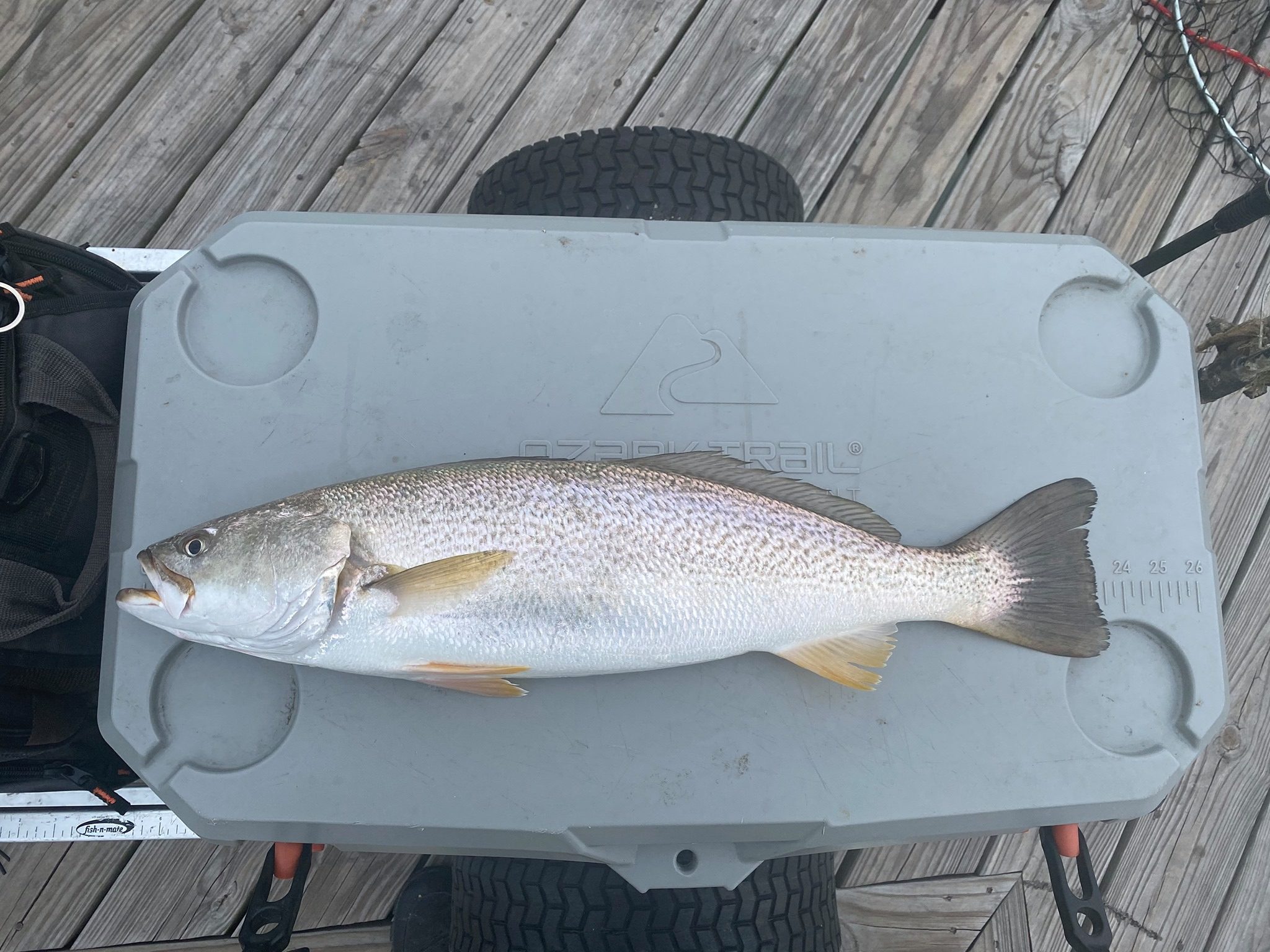 Weakfish landed at the Cape Henlopen Fishing Pier pier by Tyler Graden ...