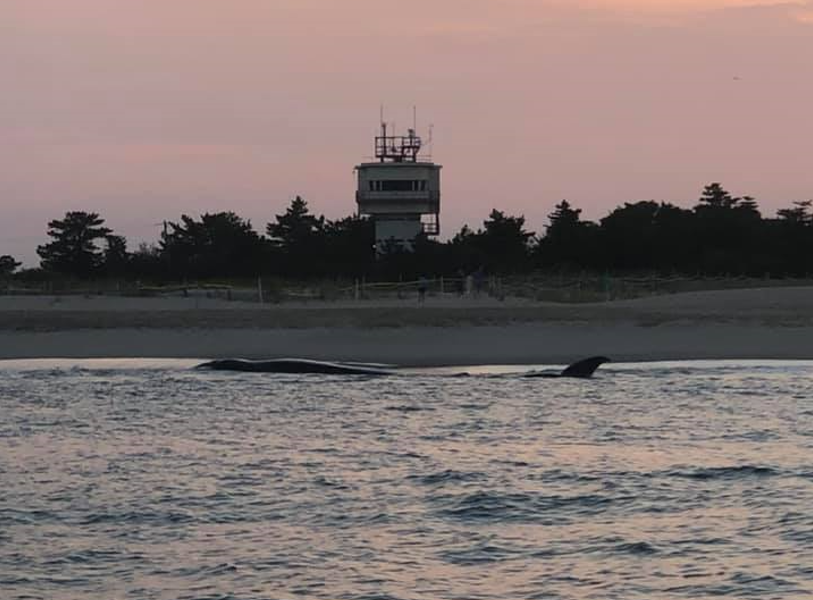 - delaware-surf-fishing.com