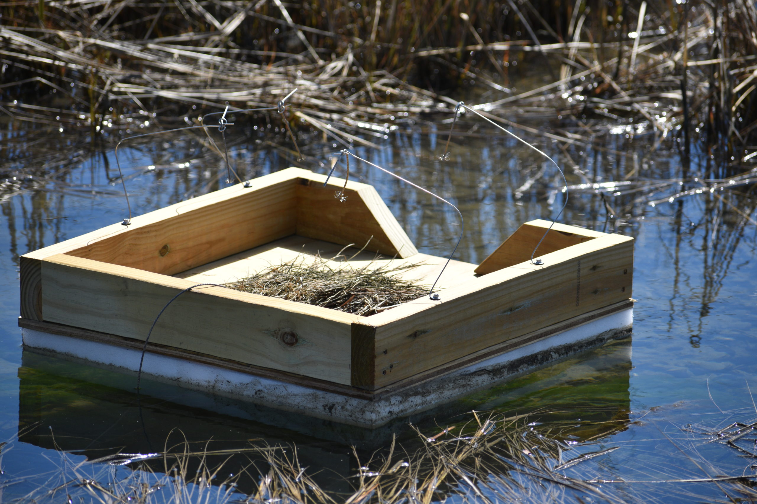 USDA invasive nutria box - delaware-surf-fishing.com