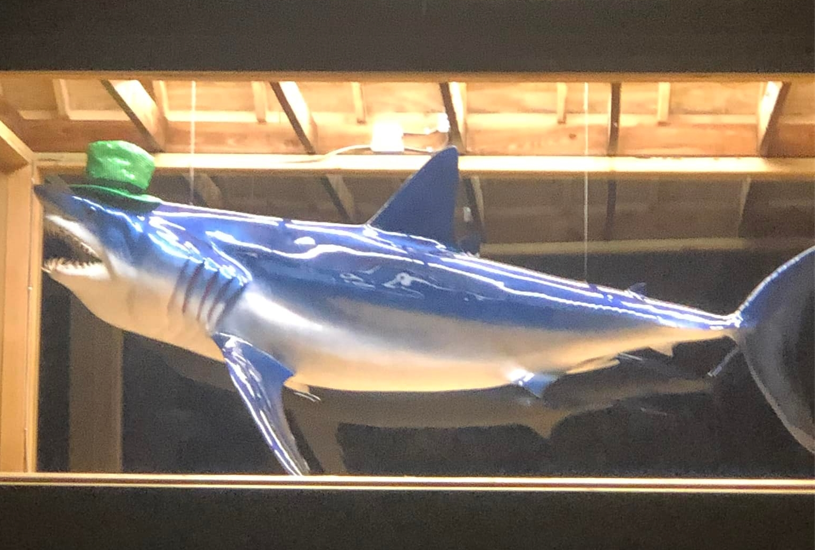shark - delaware-surf-fishing.com