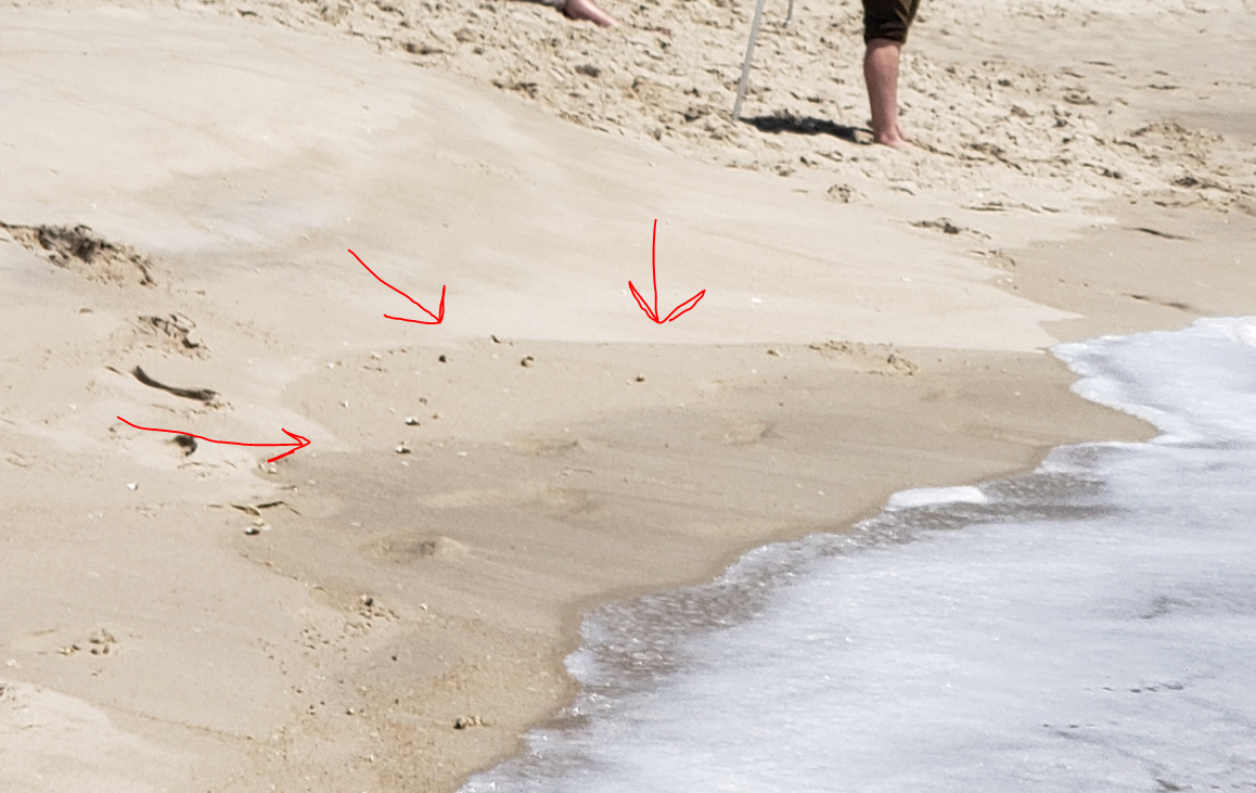 wrack line - delaware-surf-fishing.com