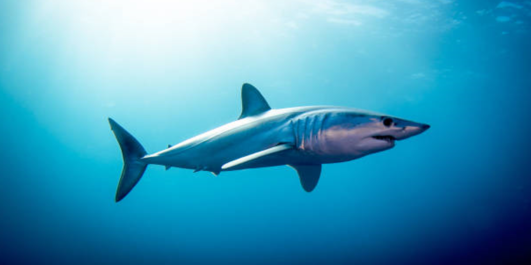 short fin mako - delaware-surf-fishing.com